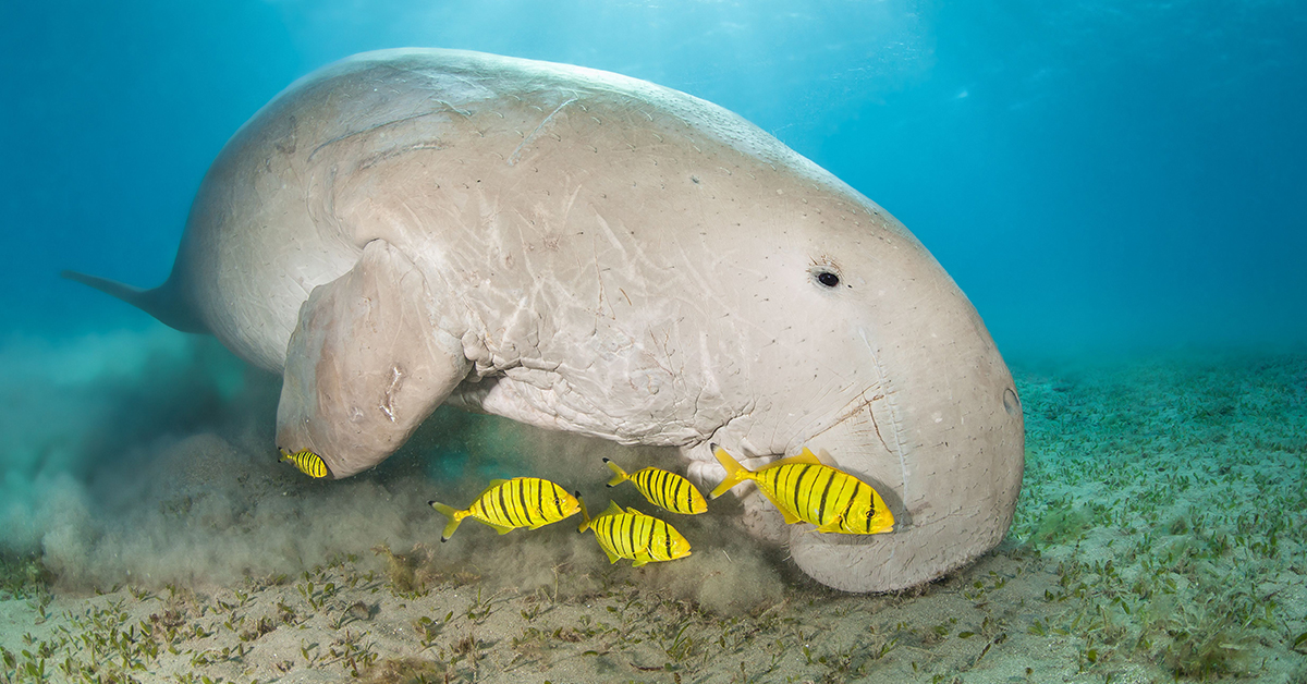 De leukste zeedieren die je kan tegenkomen op vakantie